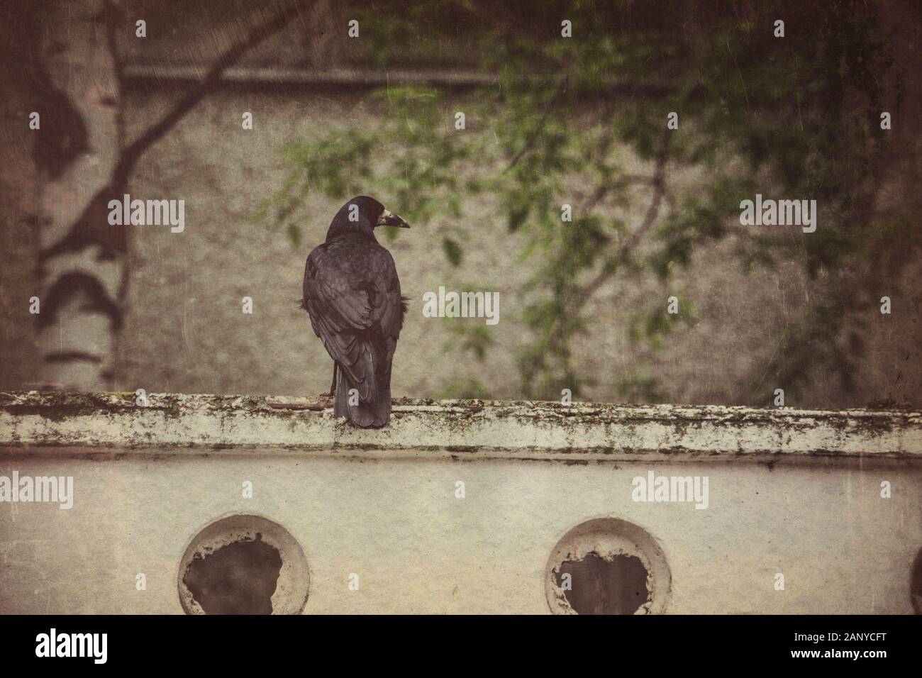 Big wild black raven resting in the park, vintage background Stock ...