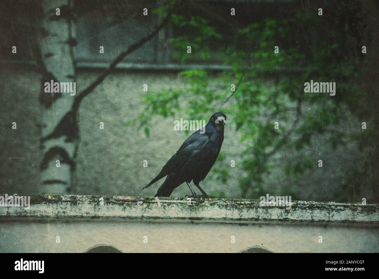Big wild black raven resting in the park, vintage background Stock ...
