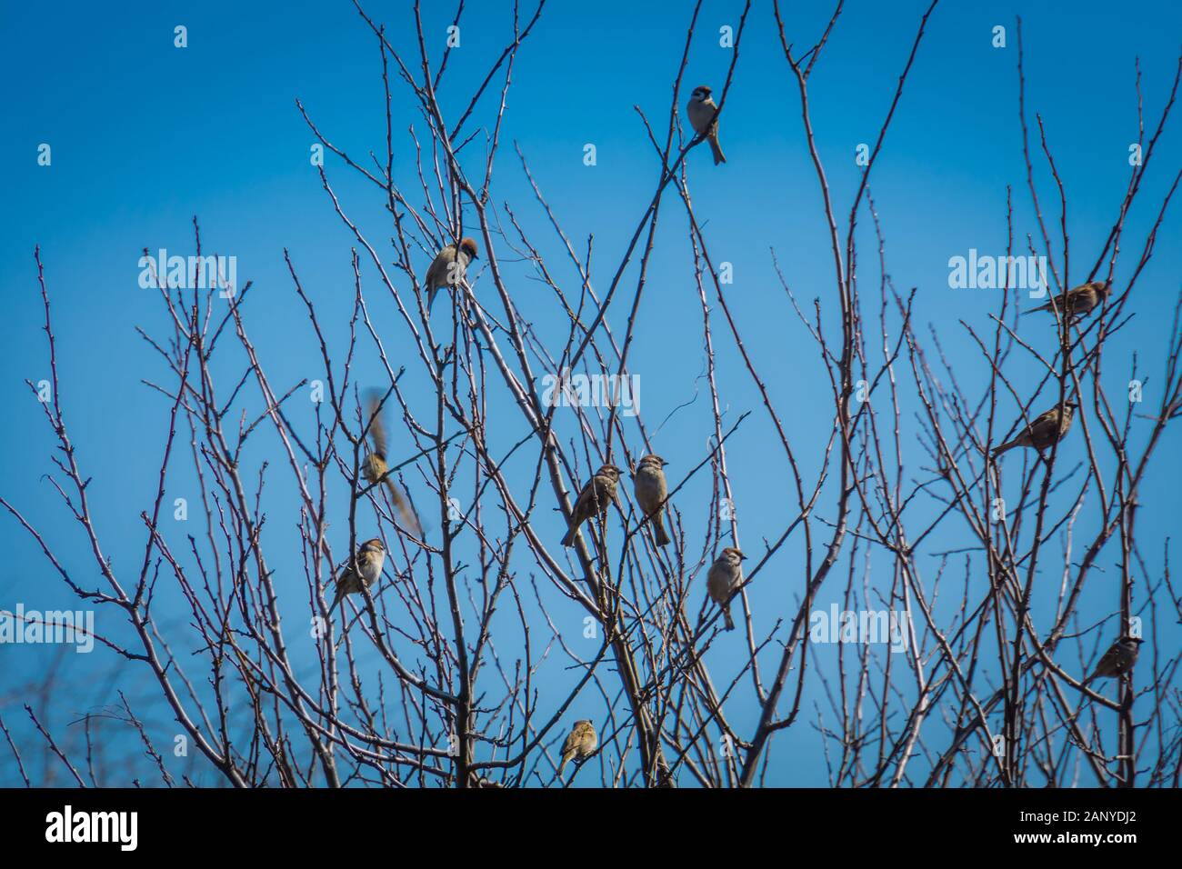 Cute little birds sparrows sit on the tree branches Stock Photo - Alamy