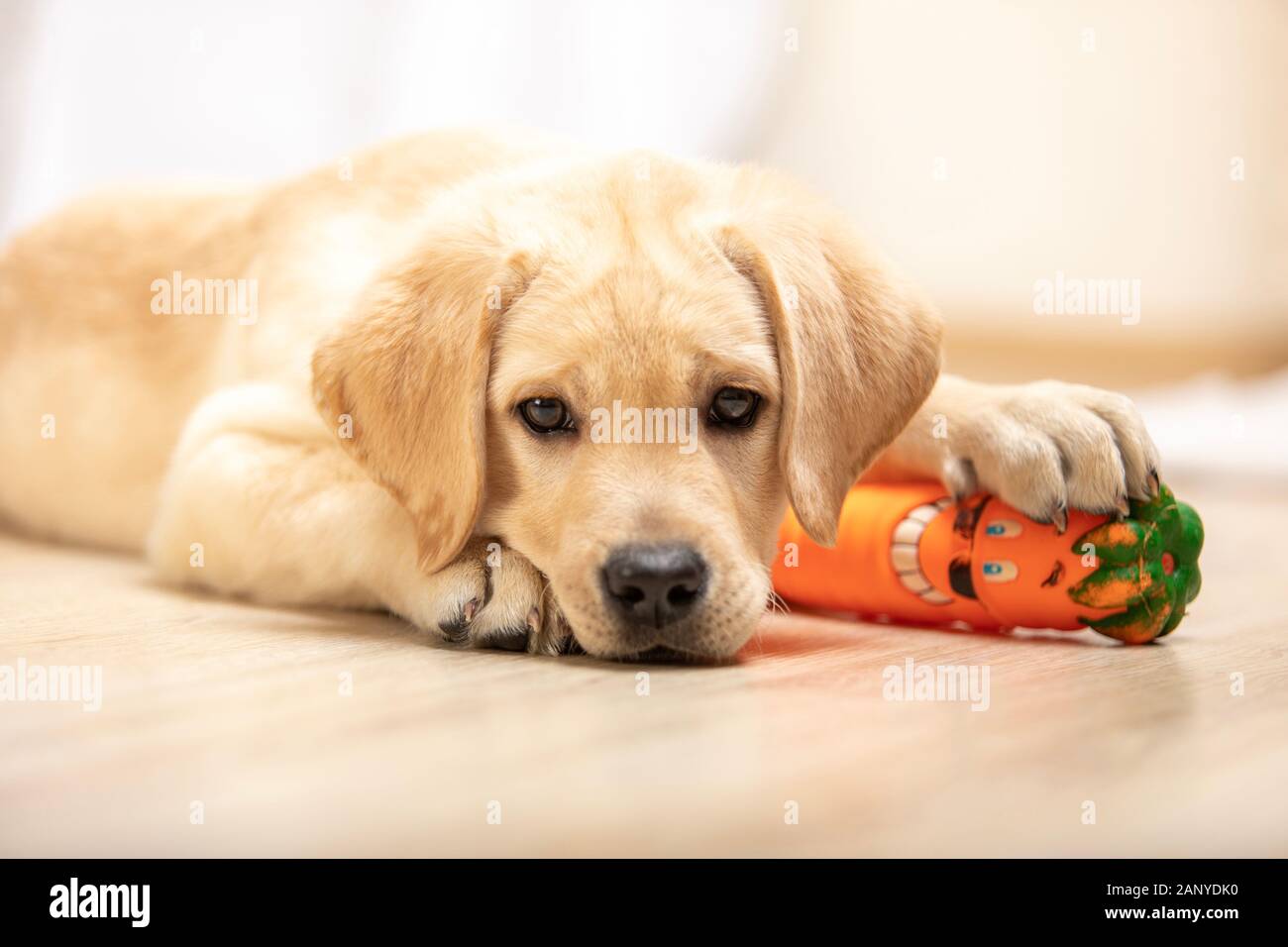 little puppy Labrador dog played in house Stock Photo - Alamy