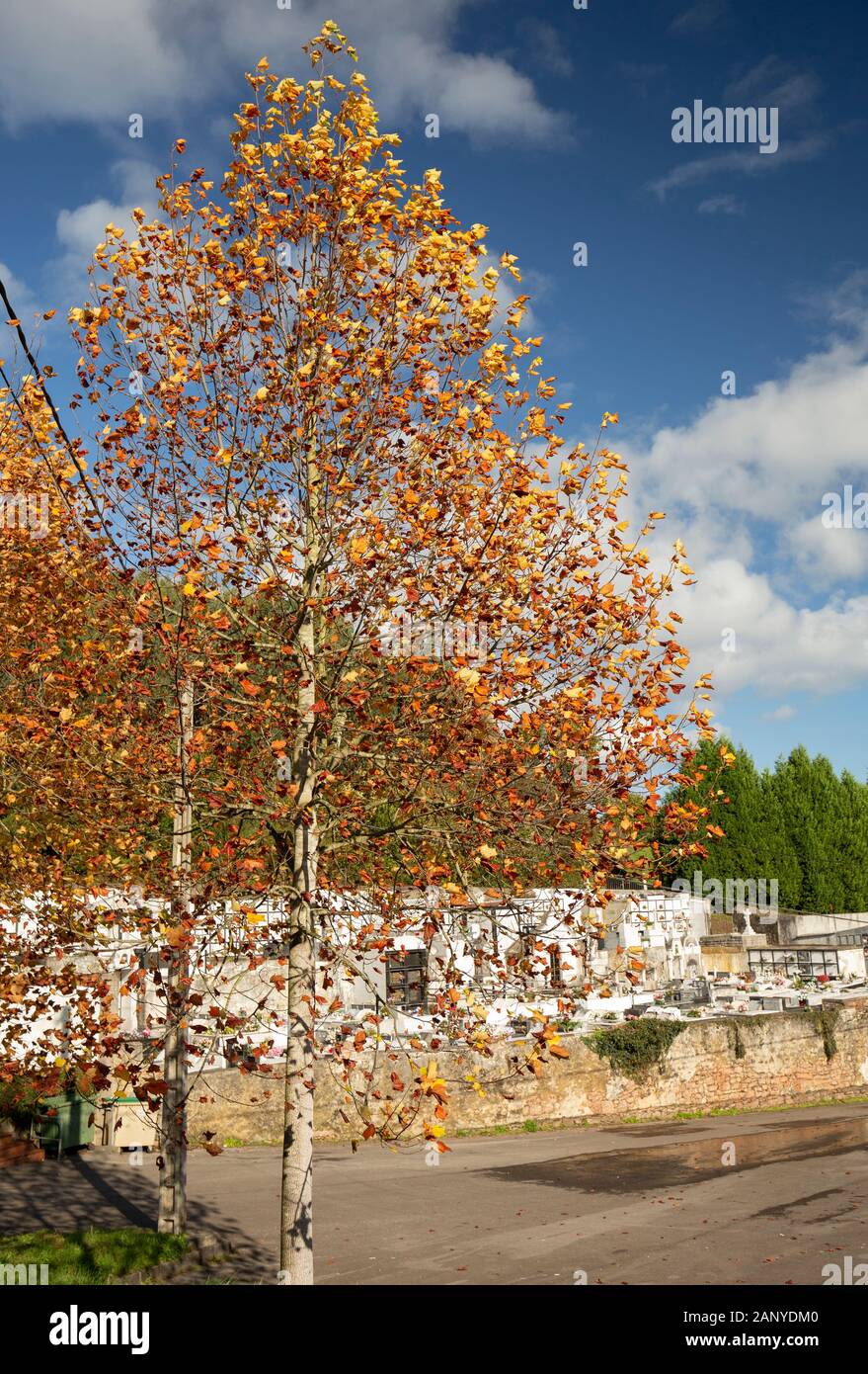 Tree in autumn Stock Photo - Alamy