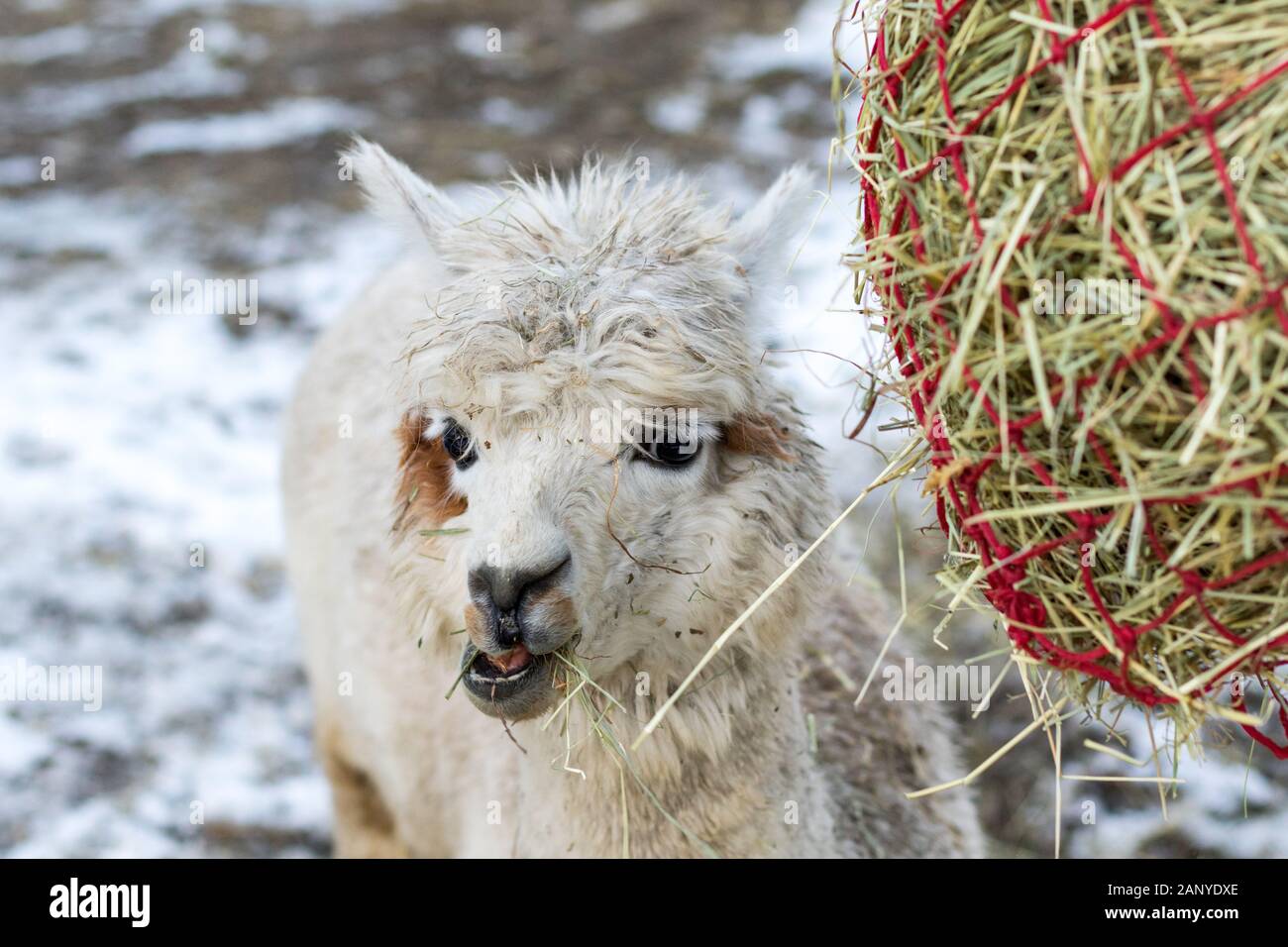 Funny alpaca eating hay. Beautiful llama farm animal at petting zoo ...