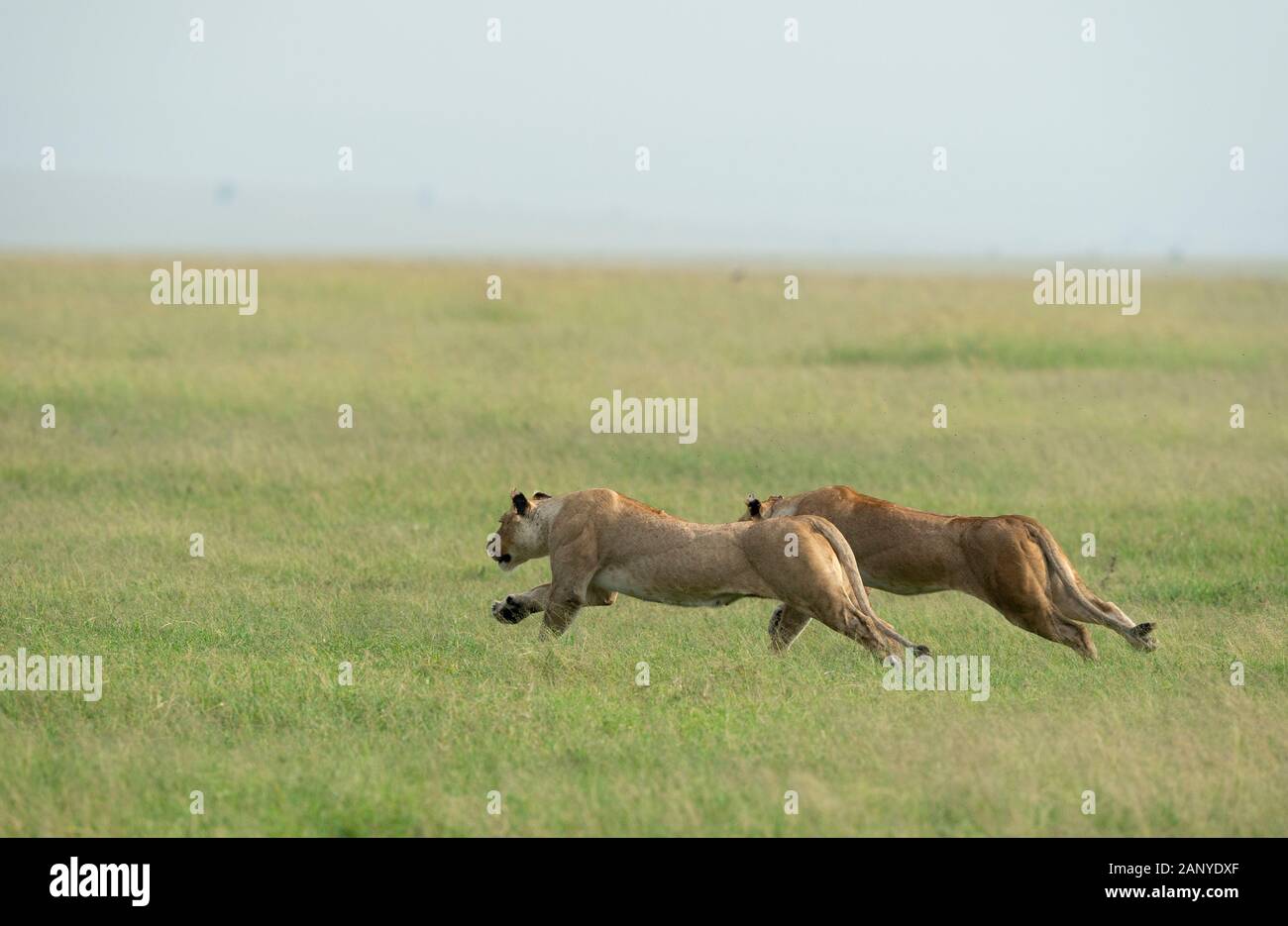 Lion chasing herd hi-res stock photography and images - Alamy