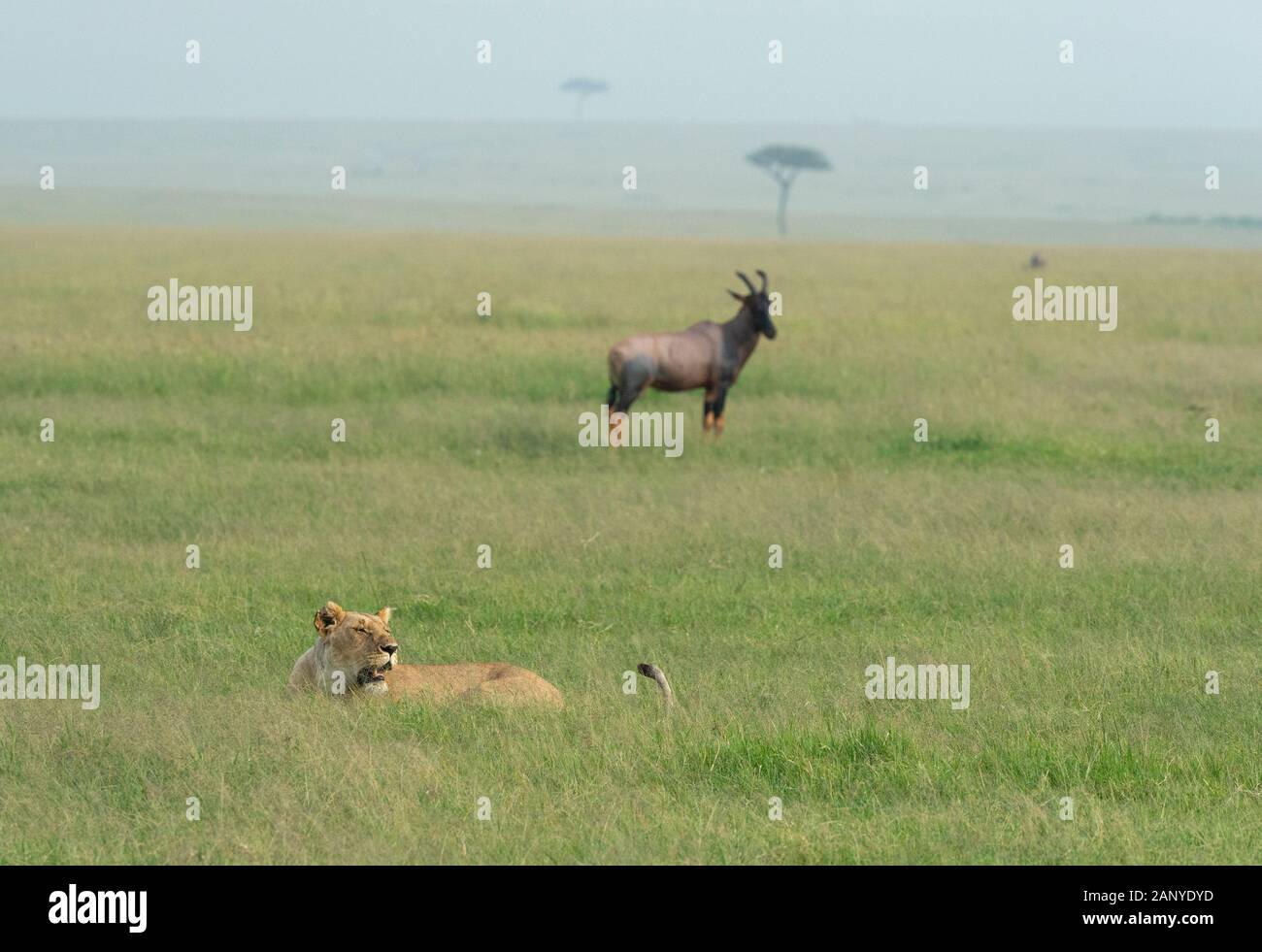 Predator(Lioness and Prey(Topi) in one frame seen at Masai Mara, Kenya ...
