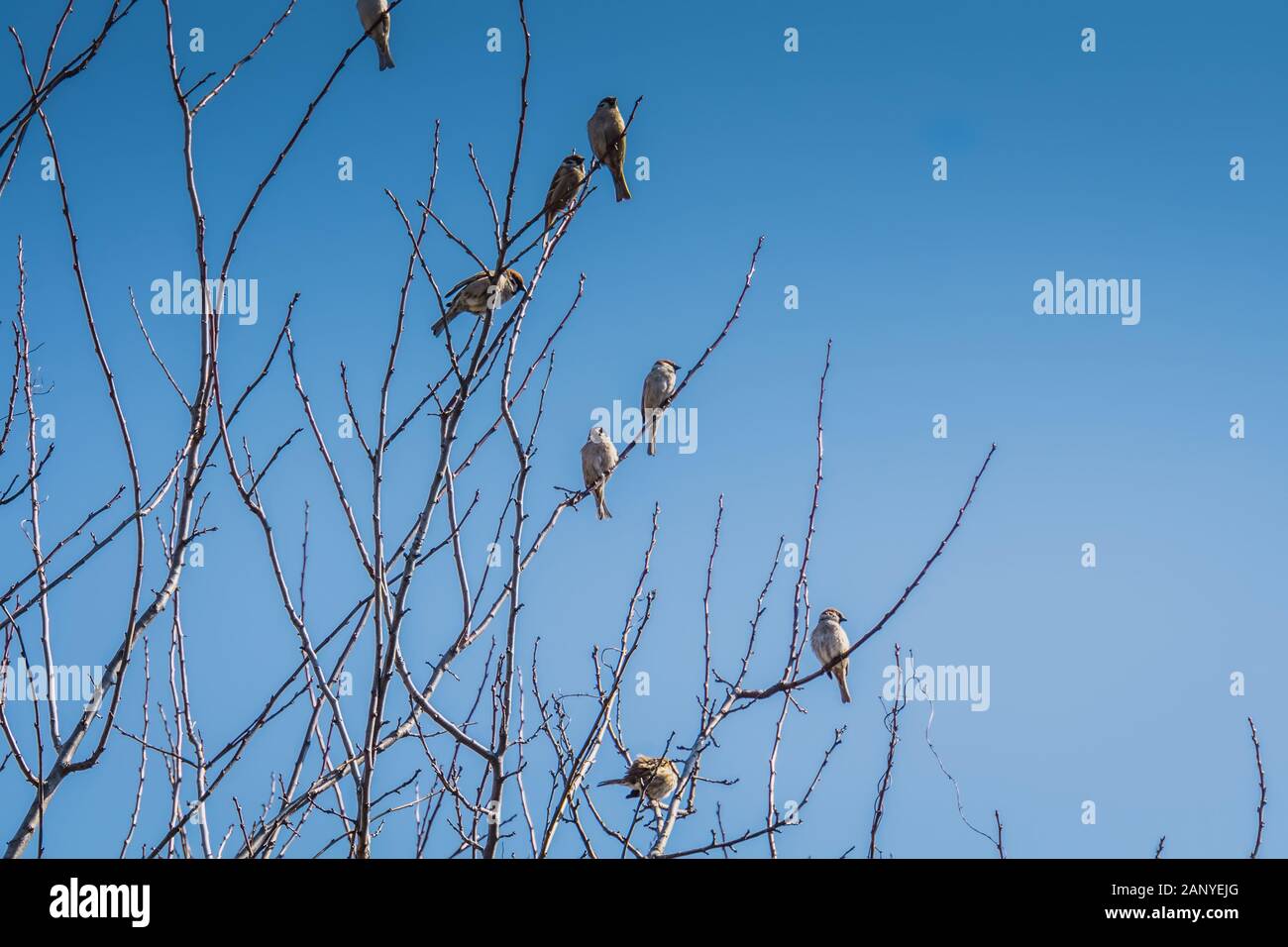Cute little birds sparrows sit on the tree branches Stock Photo - Alamy