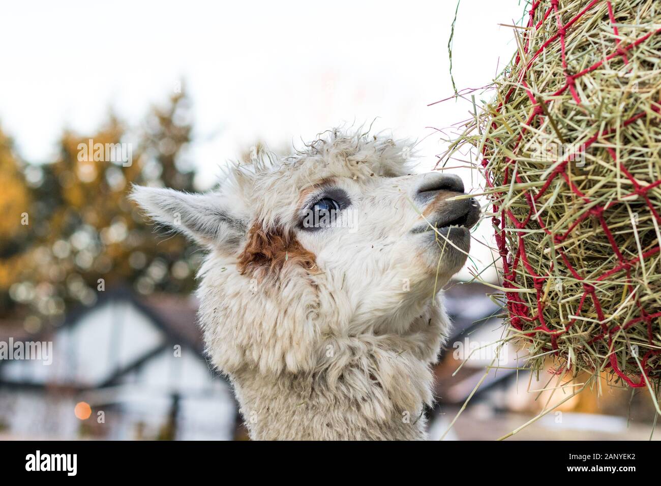 Funny alpaca eating hay. Beautiful llama farm animal at petting zoo ...