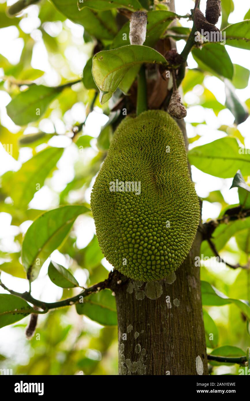 Family of moraceae hi-res stock photography and images - Alamy
