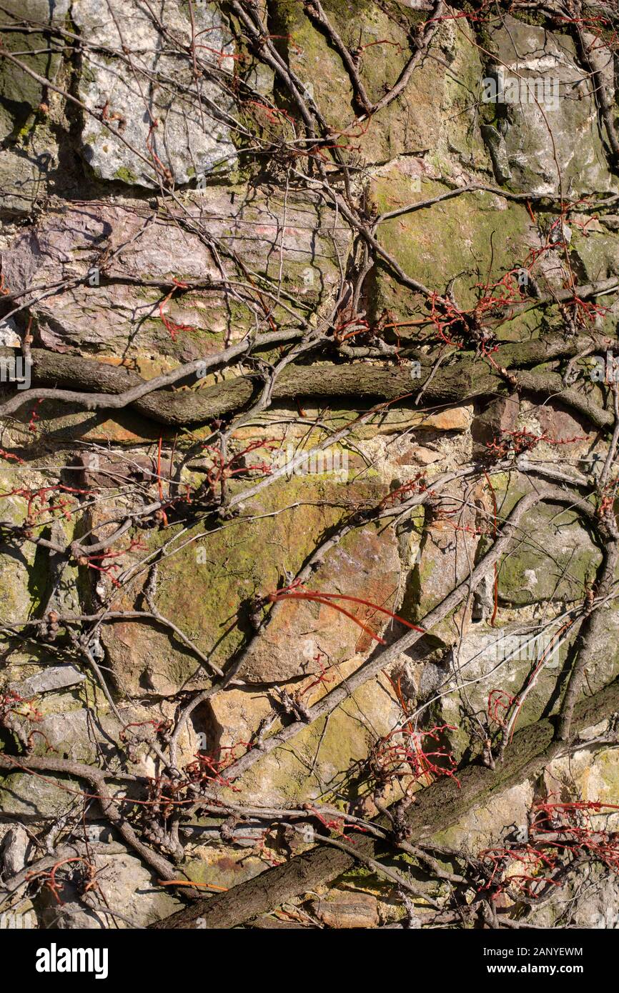 Vine covered wall Stock Photo - Alamy