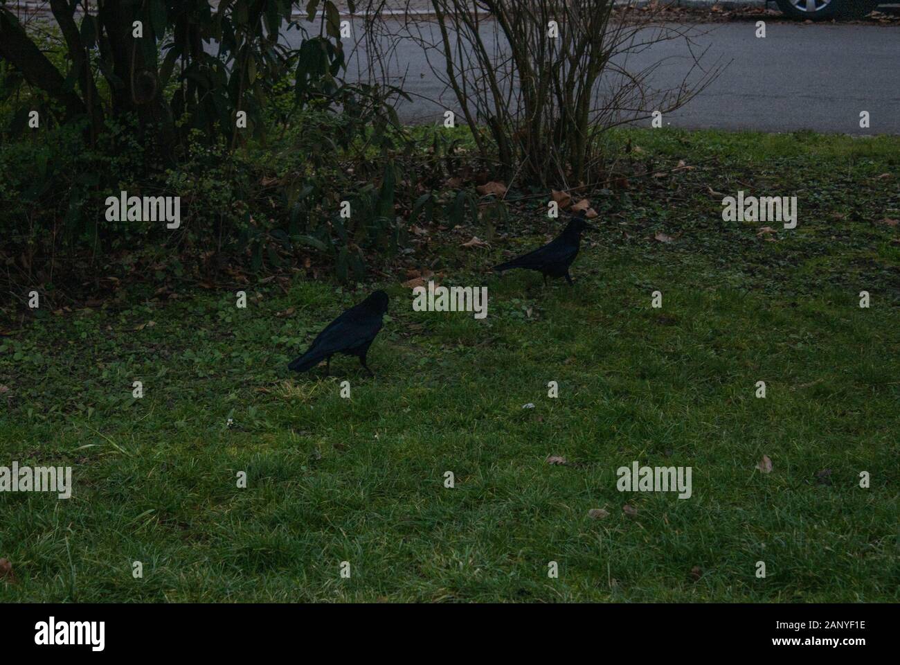 two crows on the field Stock Photo - Alamy