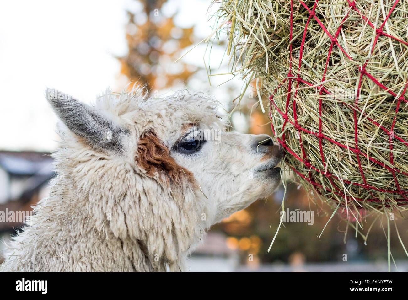 Cute alpaca eating hay. Beautiful llama farm animal at petting zoo ...