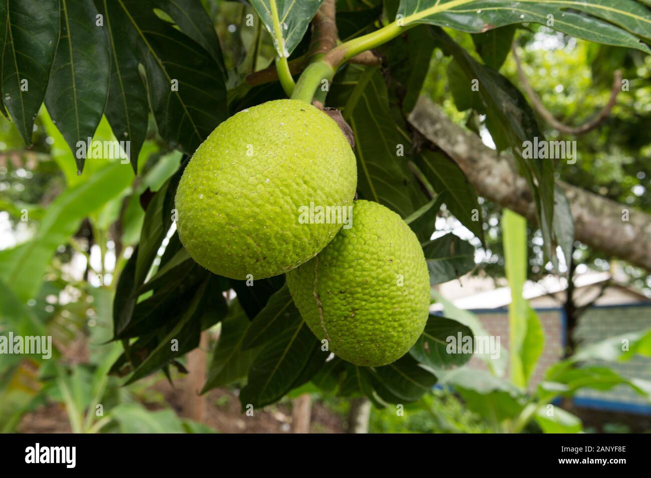 Breadfruit picking hi-res stock photography and images - Alamy