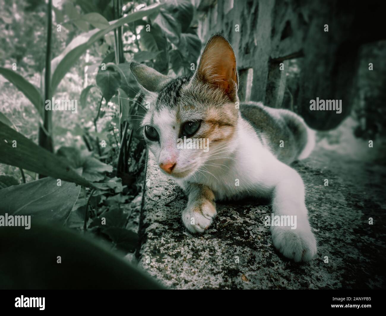 Beautiful background with one year old female cat Stock Photo - Alamy