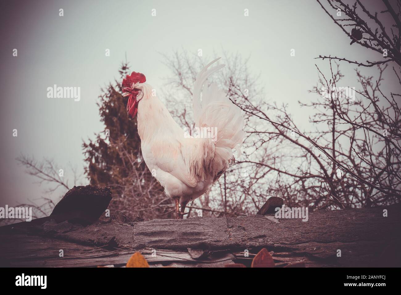 Angry rooster hi-res stock photography and images - Alamy