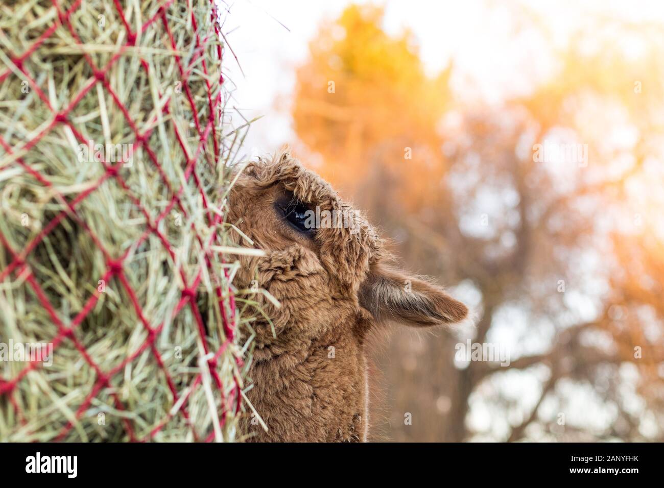 Cute alpaca eating hay. Beautiful llama farm animal at petting zoo ...