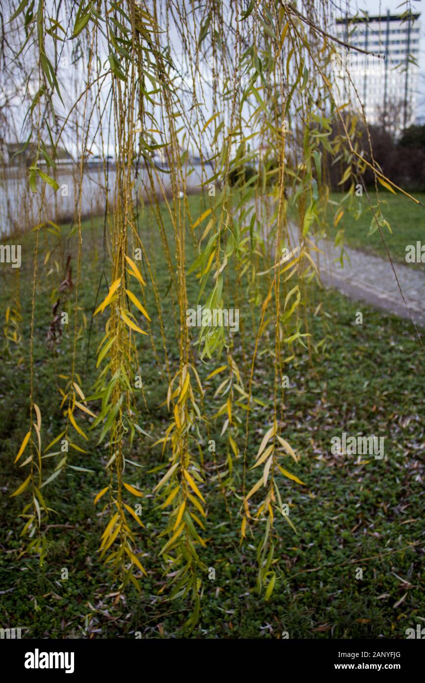 Low hanging branches hi-res stock photography and images - Alamy