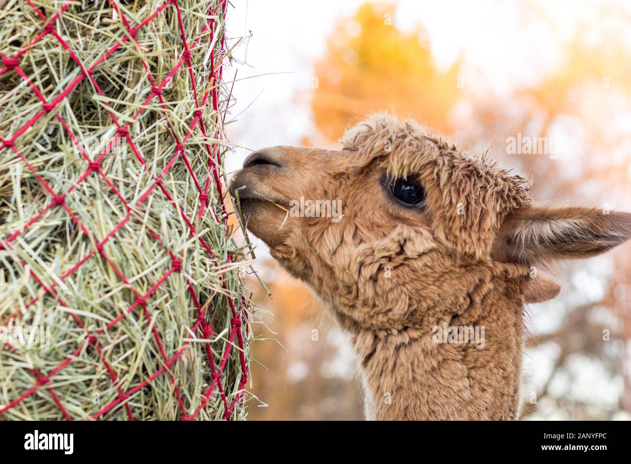 Cute alpaca eating hay. Beautiful llama farm animal at petting zoo ...