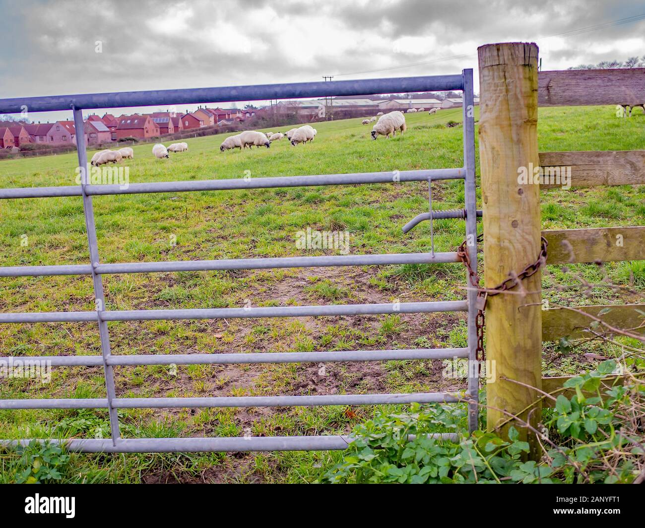 3 Metal gate preventing a flock of sheep in a grazing field from ...