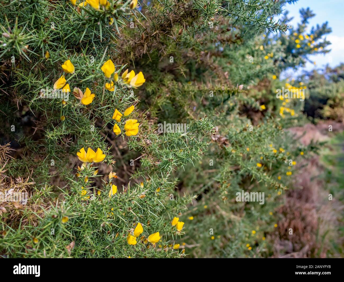Gorse evergreen bushes hi-res stock photography and images - Alamy