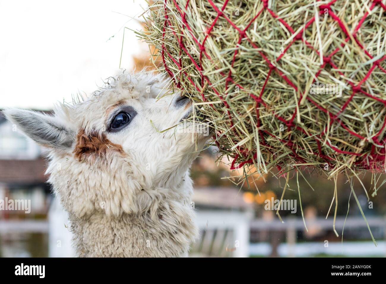 Cute alpaca eating hay. Beautiful llama farm animal at petting zoo ...