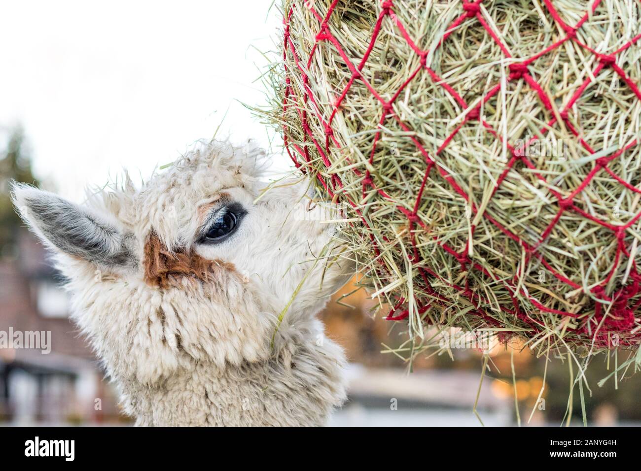 Cute alpaca eating hay. Beautiful llama farm animal at petting zoo ...