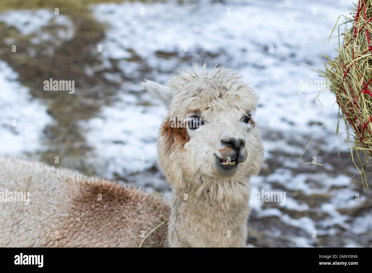 Funny alpaca eating hay. Beautiful llama farm animal at petting zoo ...