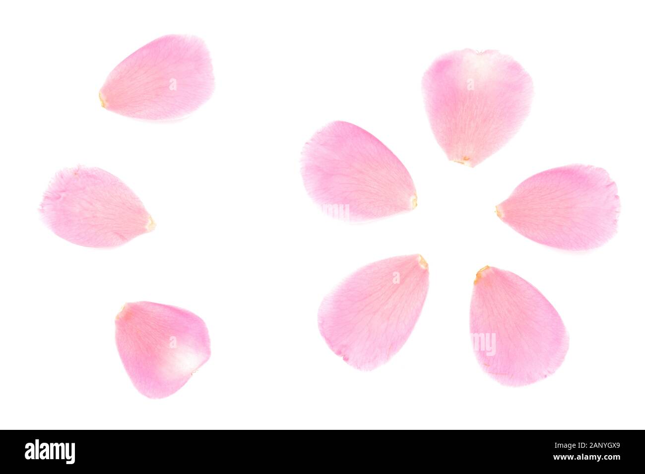 sprig pink flower petals abstract or natural plant and pure white ...