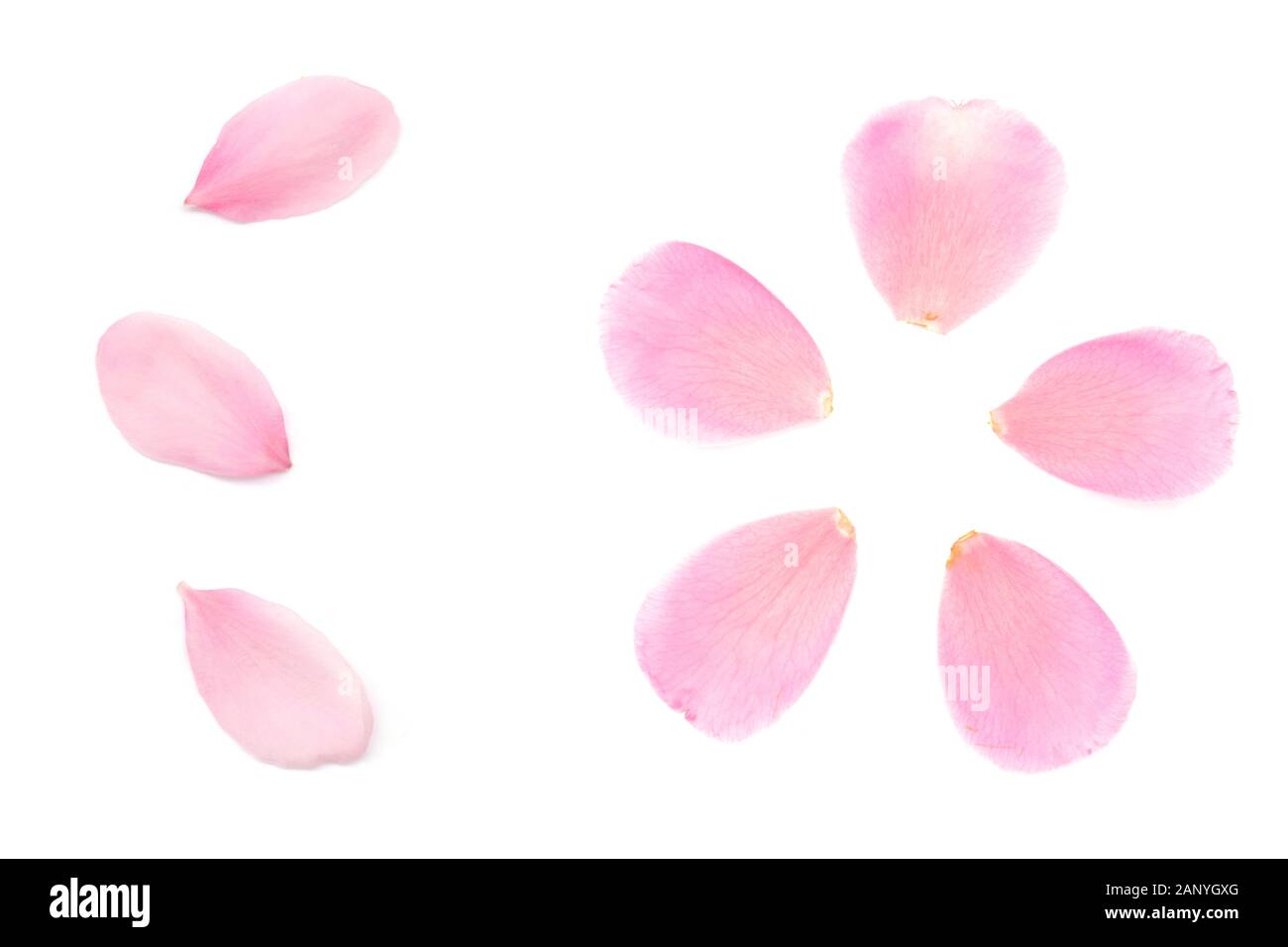 sprig pink flower petals abstract or natural plant and pure white ...