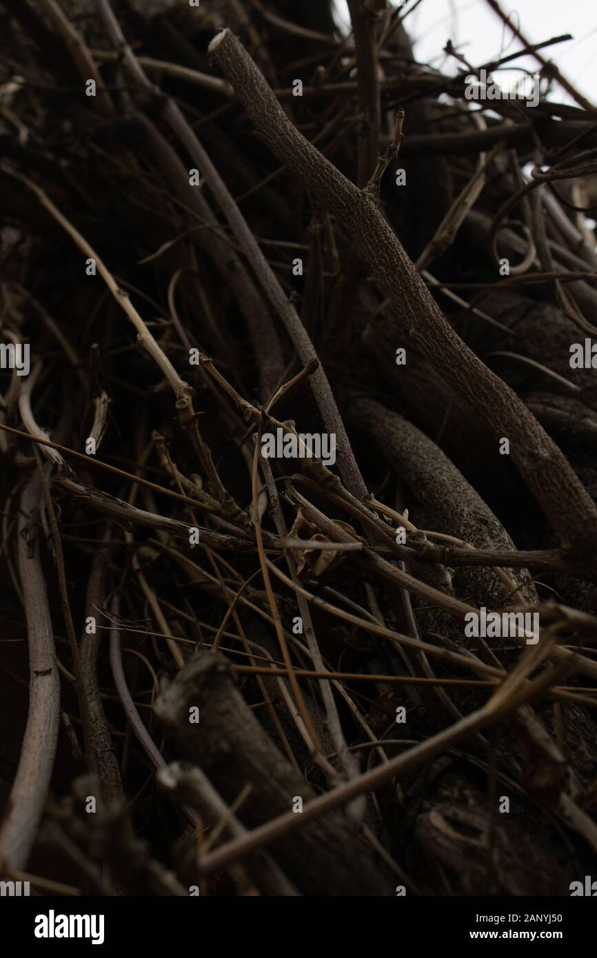 braches and roots of a tree Stock Photo - Alamy