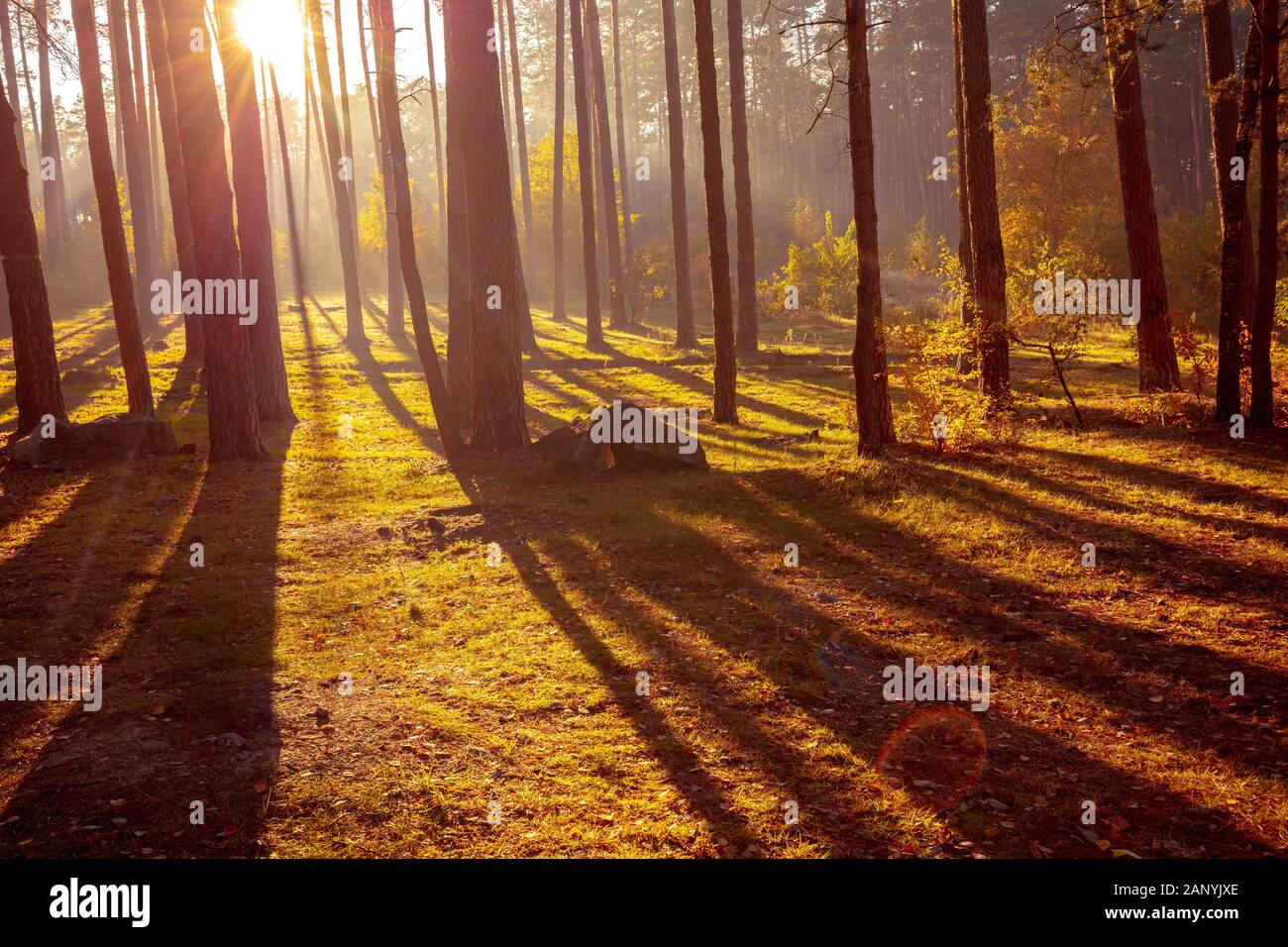 Beautiful pine forest hi-res stock photography and images - Alamy