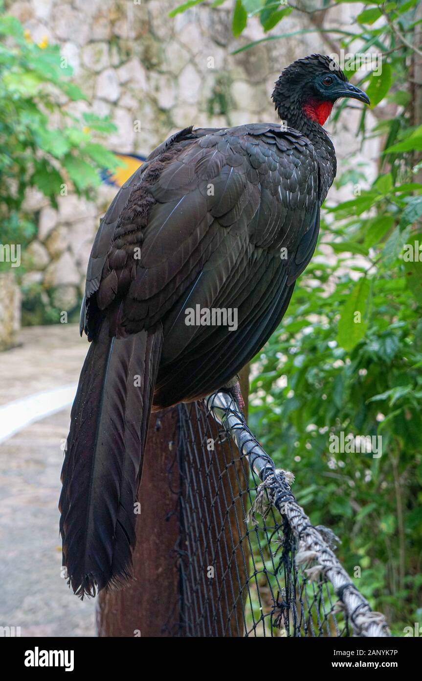 Birds of mexico hi-res stock photography and images - Alamy