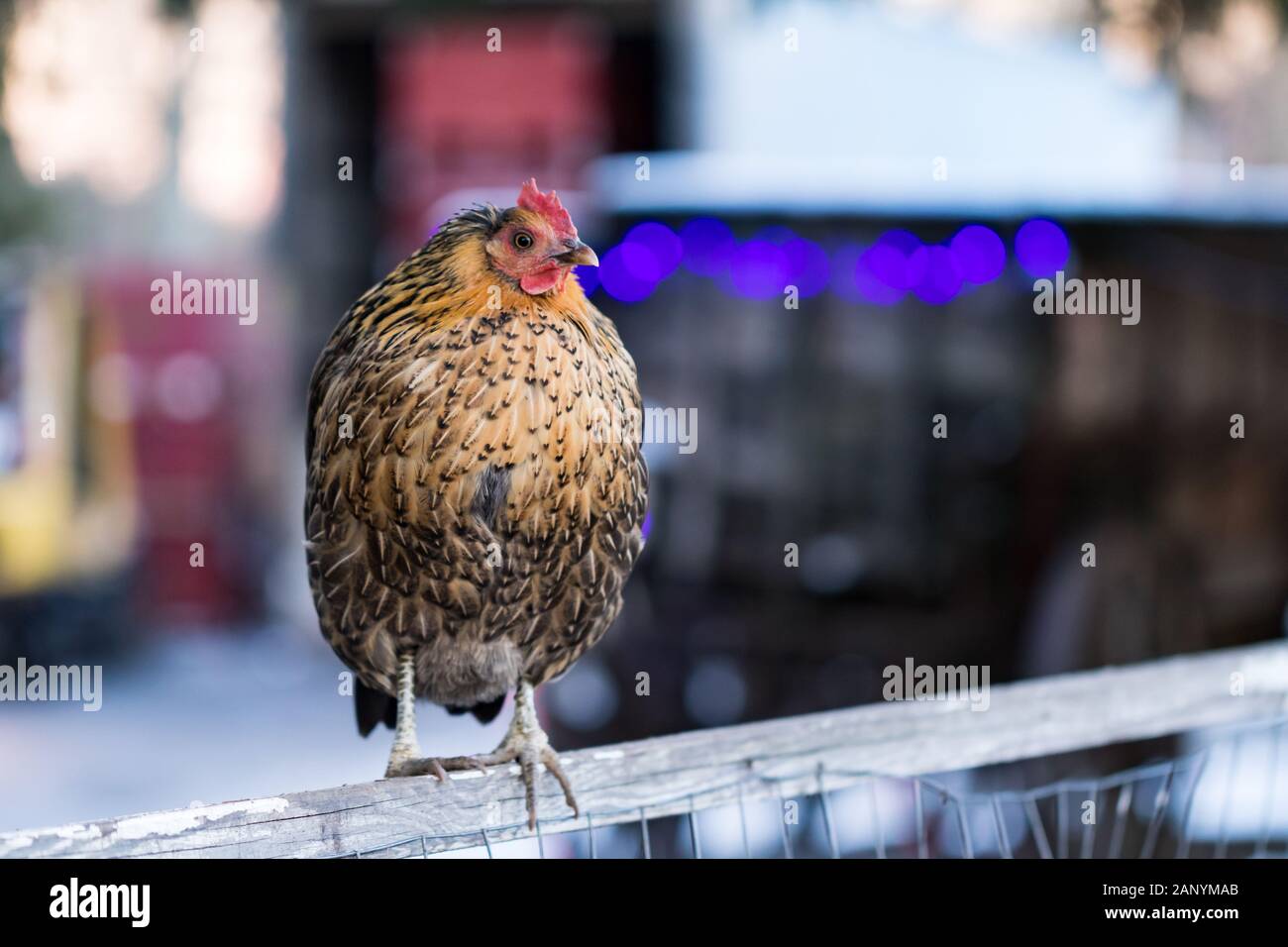 Closeup portrait of a good looking chicken Stock Photo - Alamy