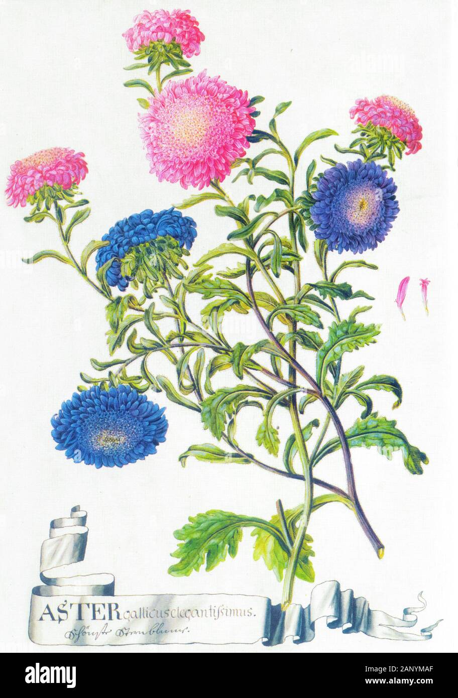 Aster Flower Paintings