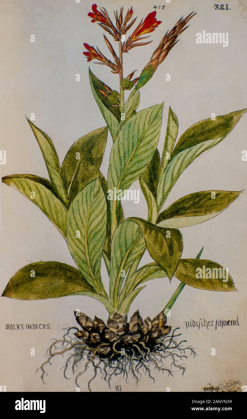 Hand drawn ancient Botanical illustration of a Canna indica (Indian ...