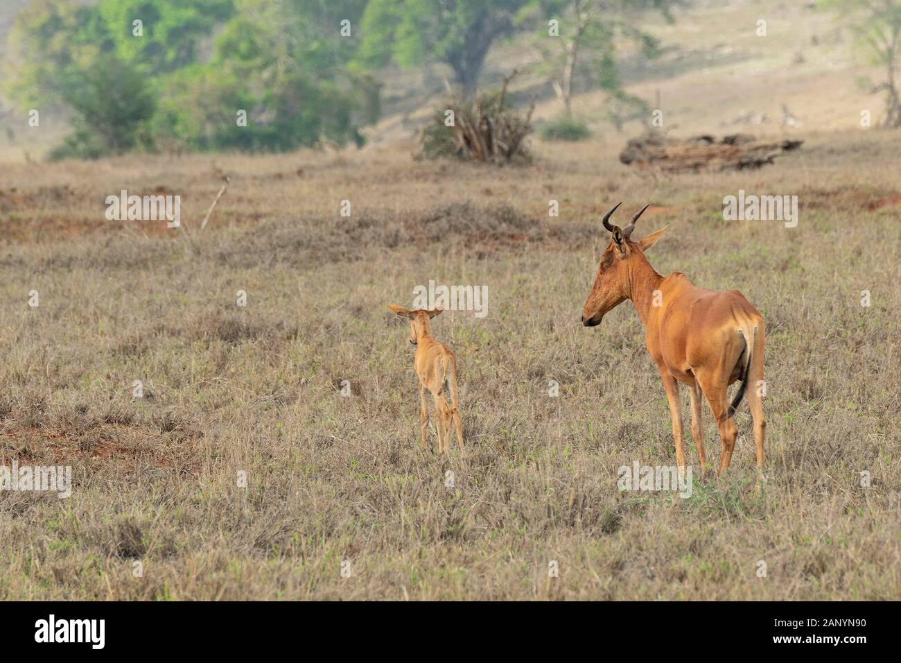 African antelope species hi-res stock photography and images - Alamy