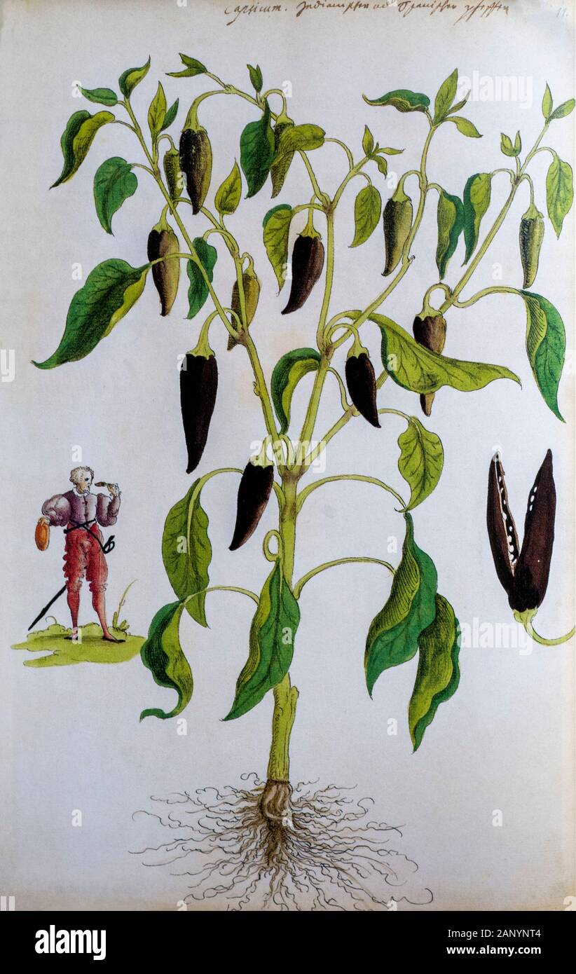Historical illustration of a Capsicum annuum (Red Pepper) plant from ...