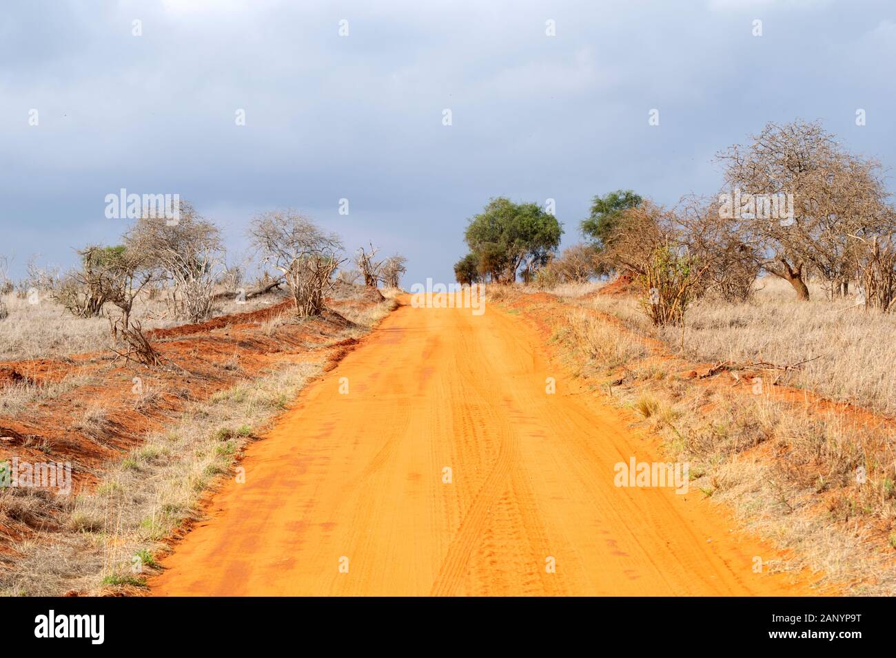 Orange colored empty off road street in the Savannah Stock Photo - Alamy