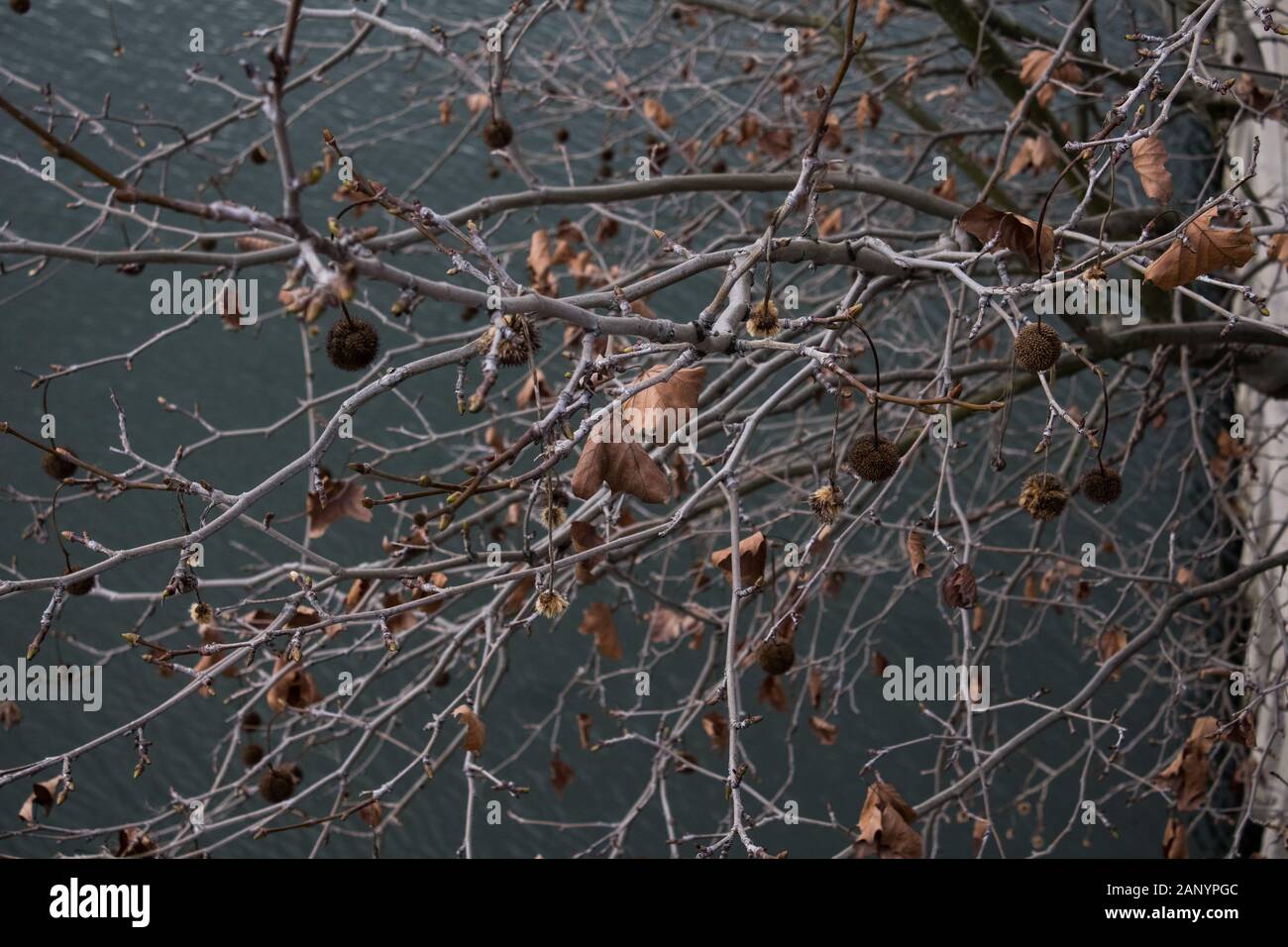 tree and fruits on an over a river Stock Photo - Alamy