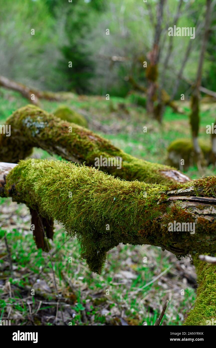Rotten log ecosystem hi-res stock photography and images - Alamy