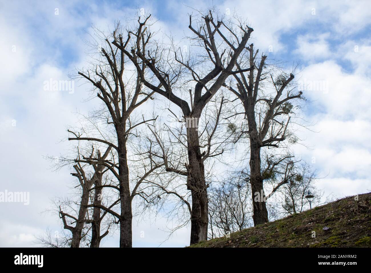 trees on a nice winter day Stock Photo - Alamy
