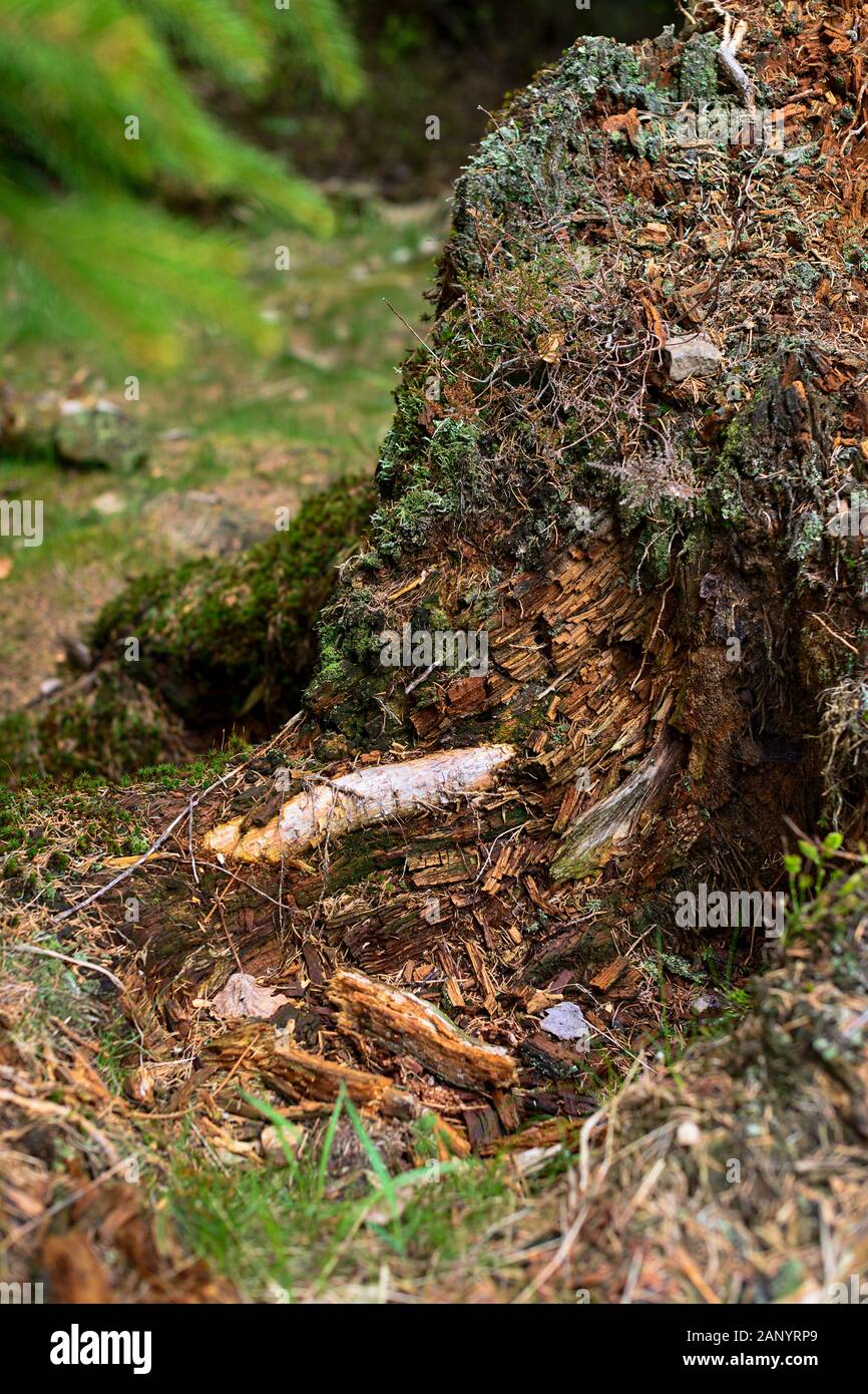 Moss on rotten tree trunk Stock Photo - Alamy