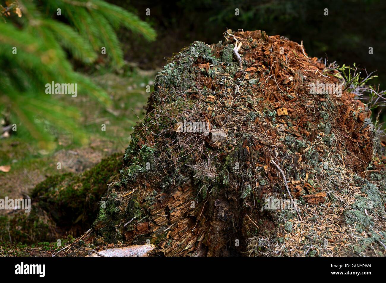 Moss on rotten tree trunk Stock Photo - Alamy