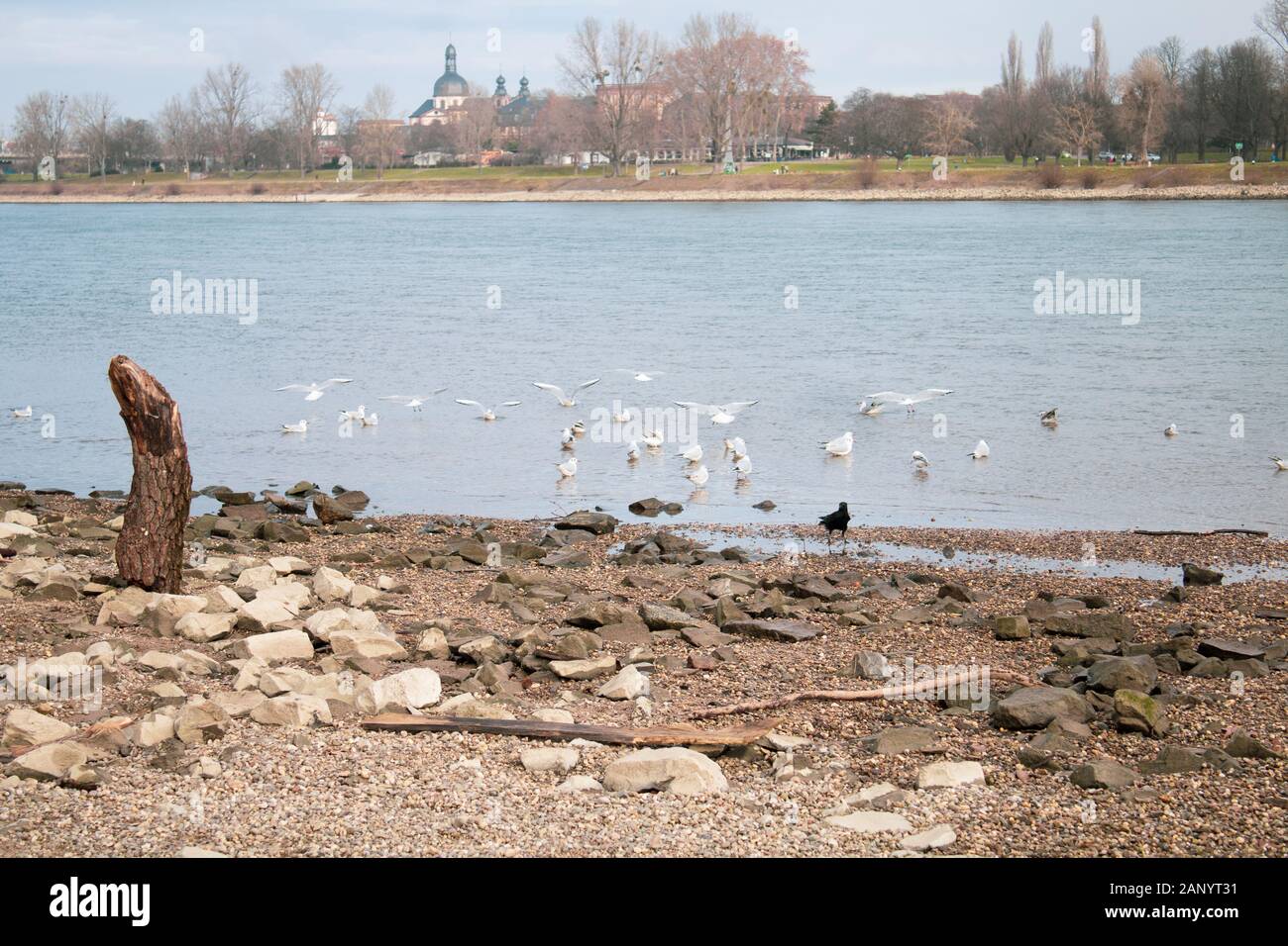 bird chilling on a river beach Stock Photo - Alamy