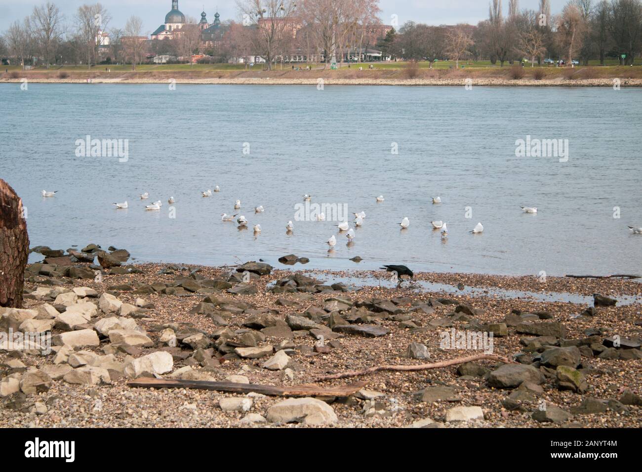 bird chilling on a river beach Stock Photo - Alamy