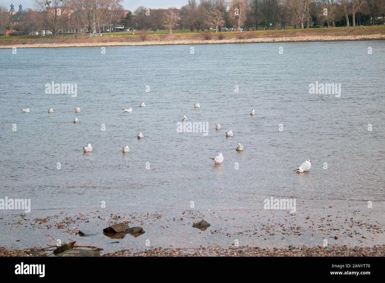 bird chilling on a river beach Stock Photo - Alamy
