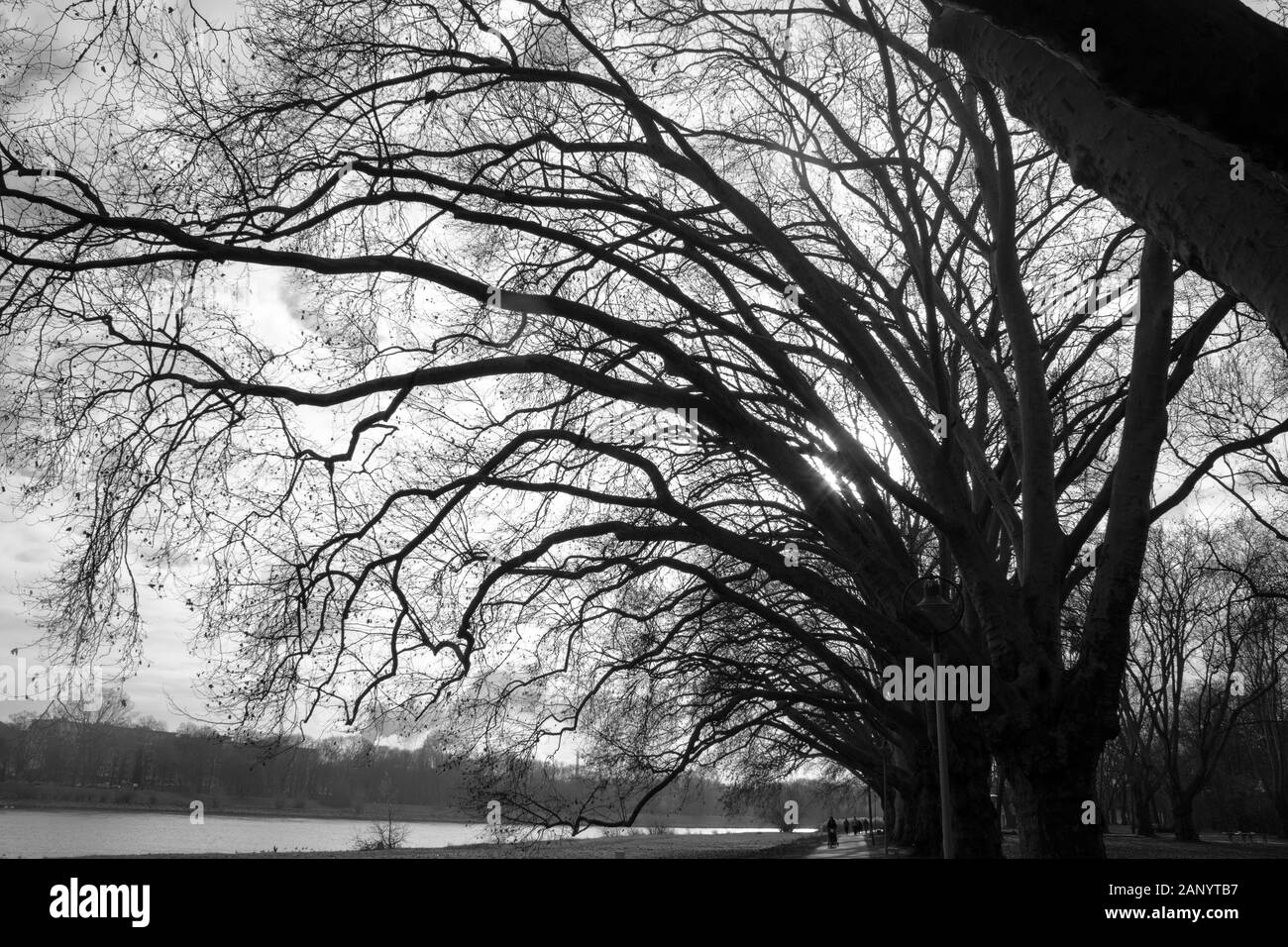 Oak leaf in winter Black and White Stock Photos & Images - Alamy