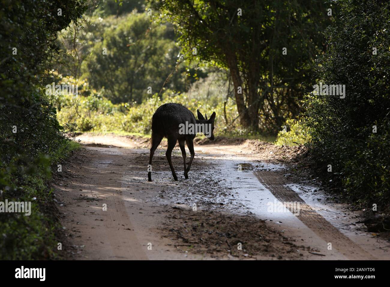 Beautiful young deer walking away on a muddy pathway surrounded by ...