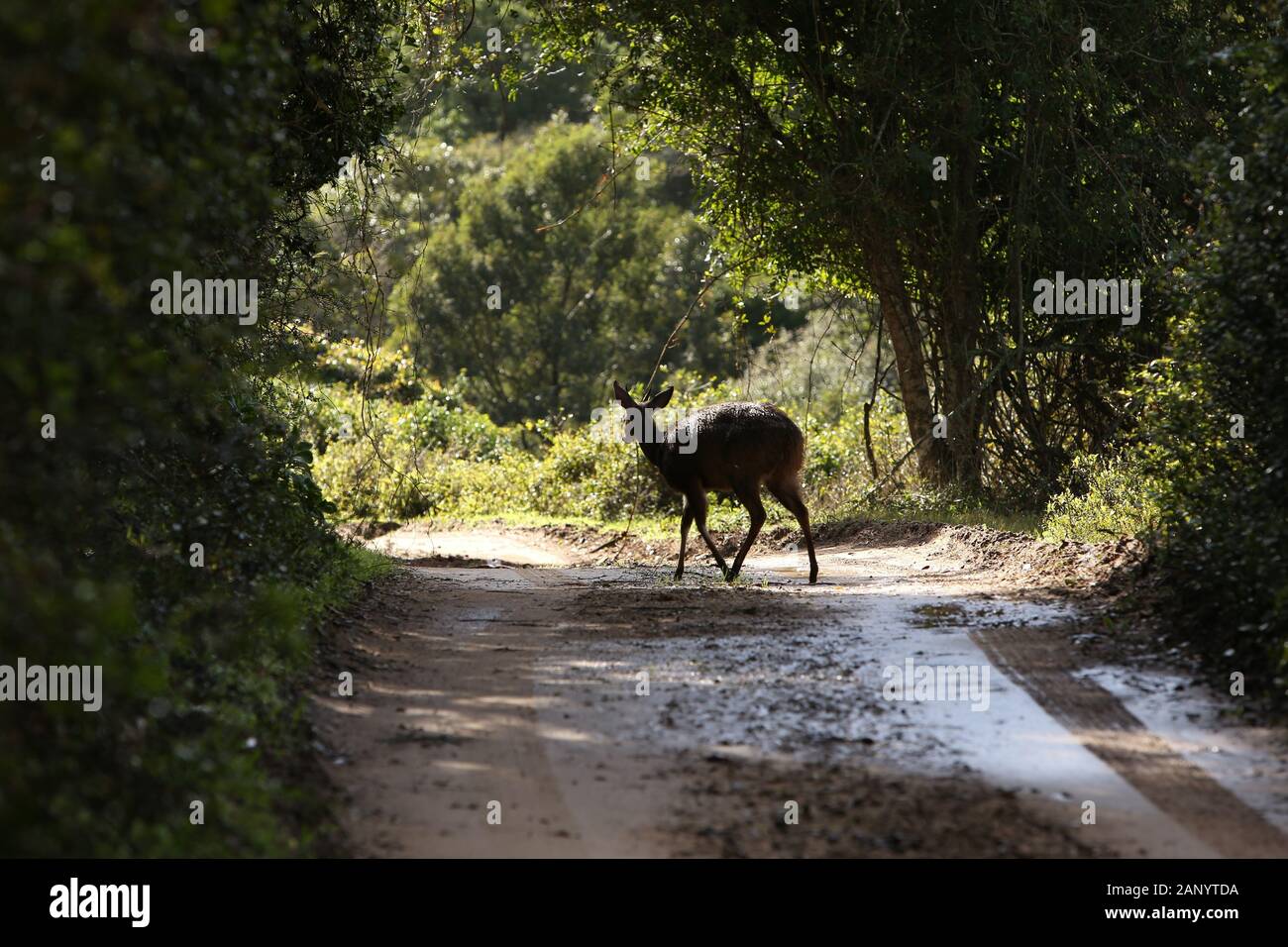 Beautiful young deer walking away on a muddy pathway surrounded by ...
