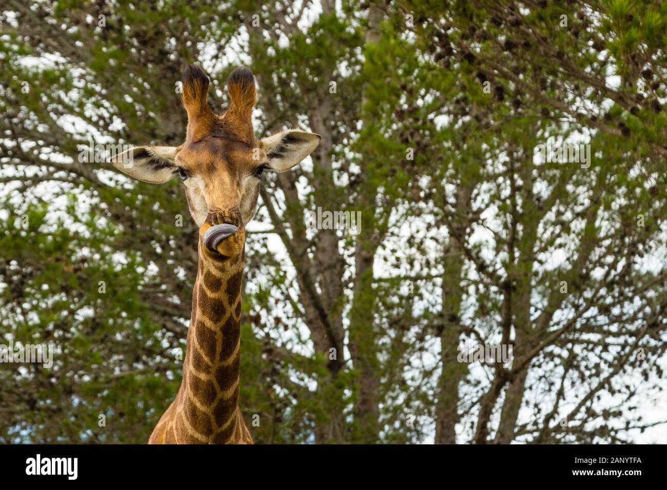 Low angle shot of a beautiful giraffe standing in front of the ...