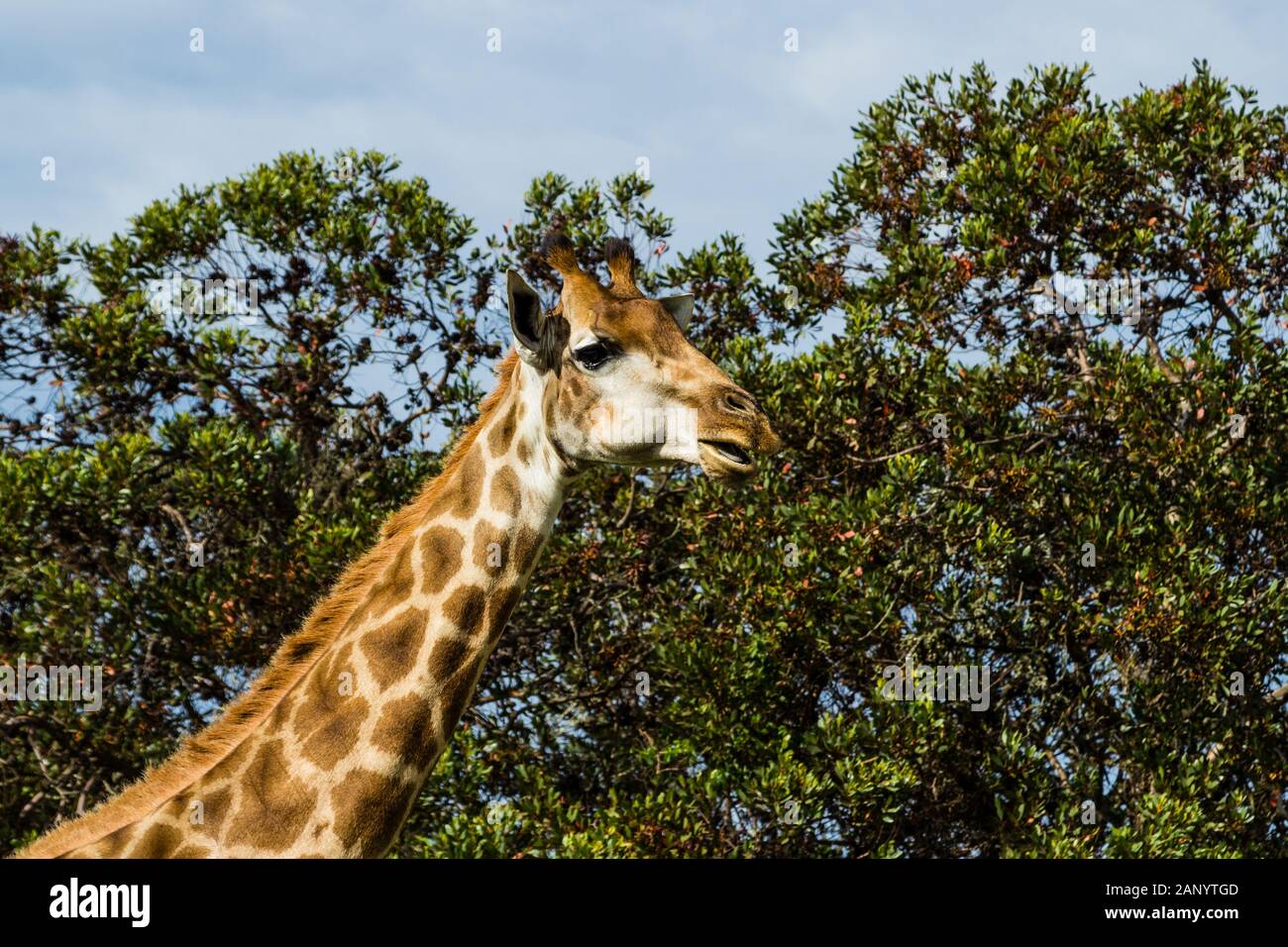 Low angle shot of a beautiful giraffe standing in front of the ...