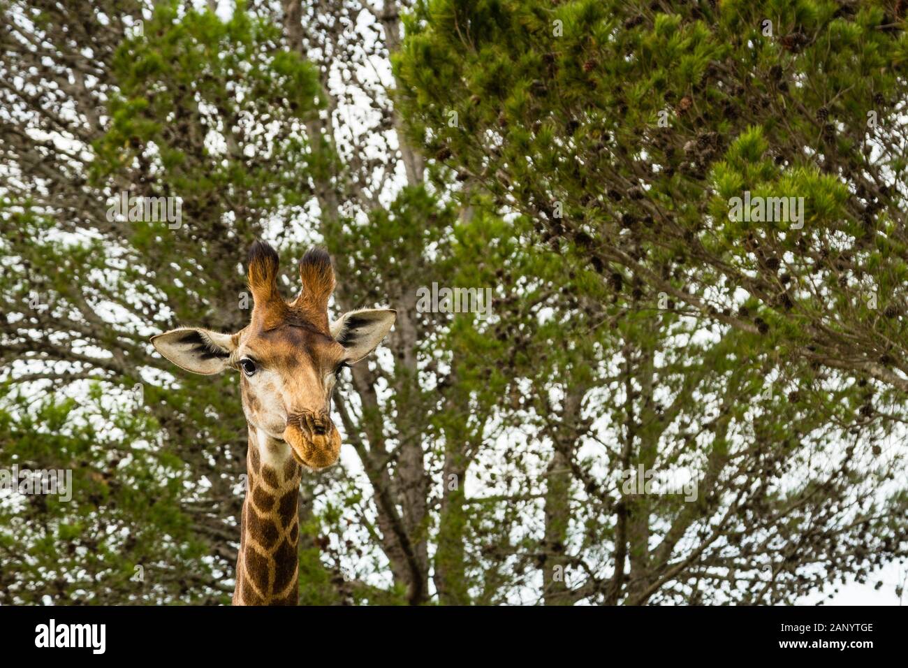 Low angle shot of a beautiful giraffe standing in front of the ...